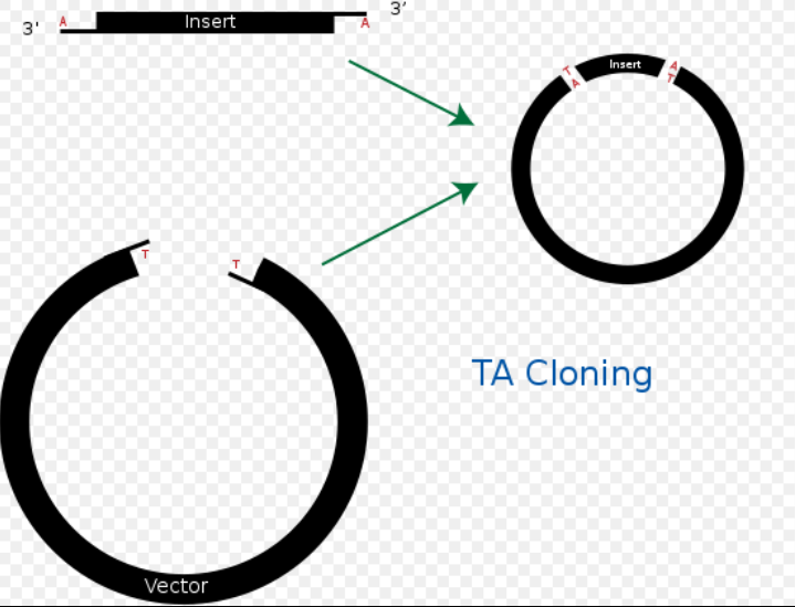 科学网—分子克隆哪家强？ - 贾行星的博文