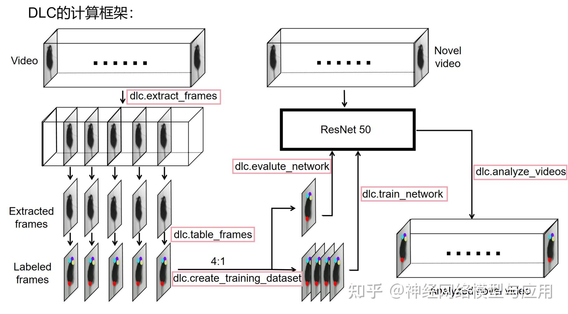 DeepLabCut：markerless pose estimation of user-defined body parts with deep learning(论文研读) - 知乎
