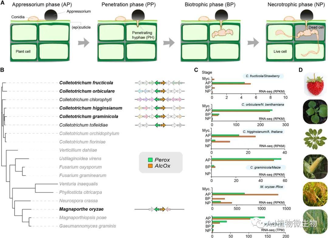 Science Advances | 研究揭示病原真菌侵染植物的新机制！ - 知乎