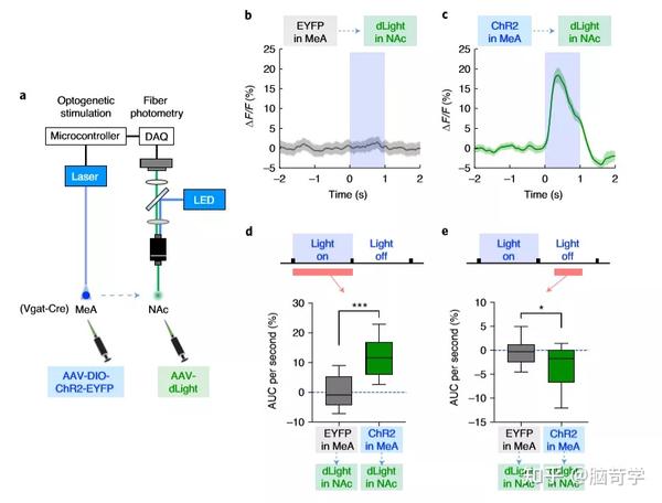 UCLA洪暐哲团队揭示社会行为奖赏性的神经机制 - 知乎