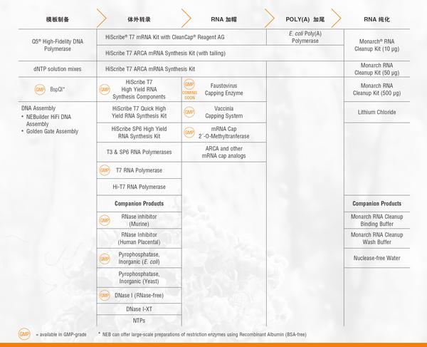 NEB 提供 RNA 合成完整解决方案 - 知乎