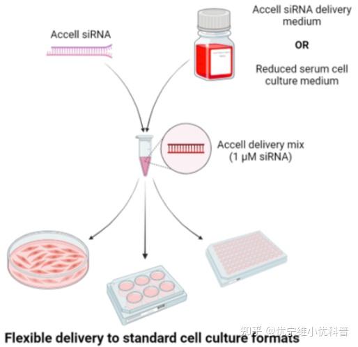 一招搞定T, NK, iPSC&3D spheroids RNAi - 知乎