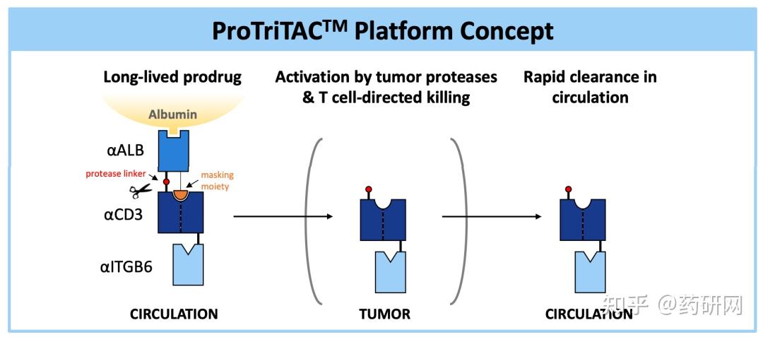 Seagen押注的癌症潜力靶点：ITGB6 - 知乎