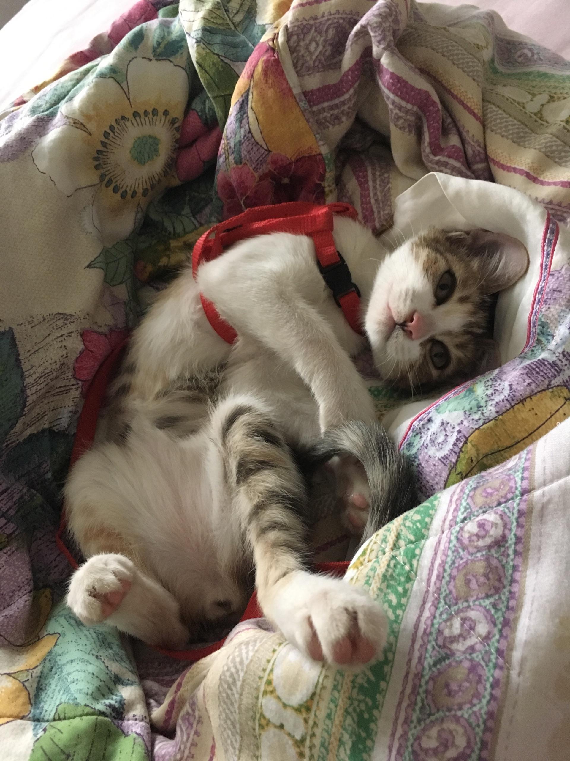 猫咪突然把肚皮亮出来给你看是什么意思？ 知乎