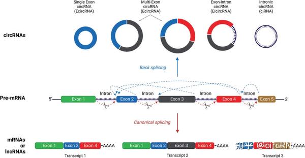 Nature子刊！一文概括circRNA在癌症研究中的历史、现状和未来 - 知乎