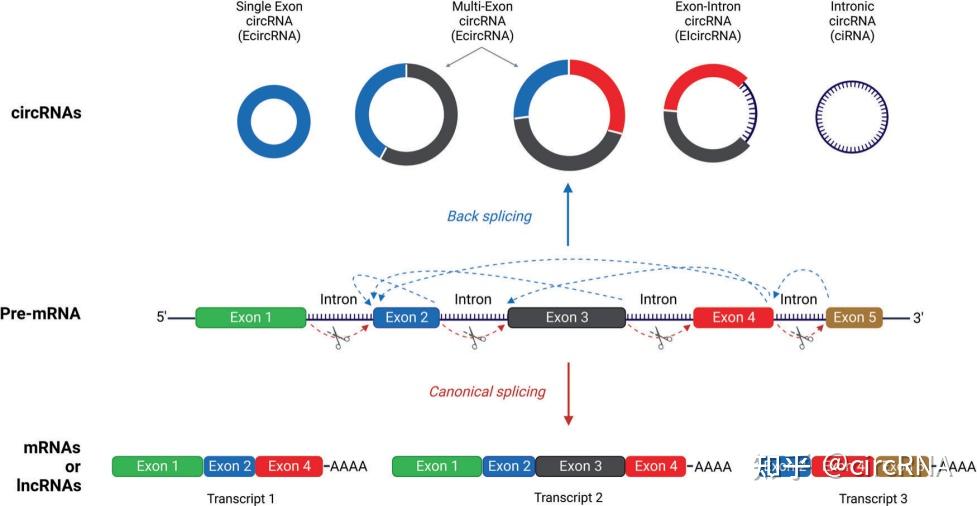 Nature子刊！一文概括circRNA在癌症研究中的历史、现状和未来 - 知乎