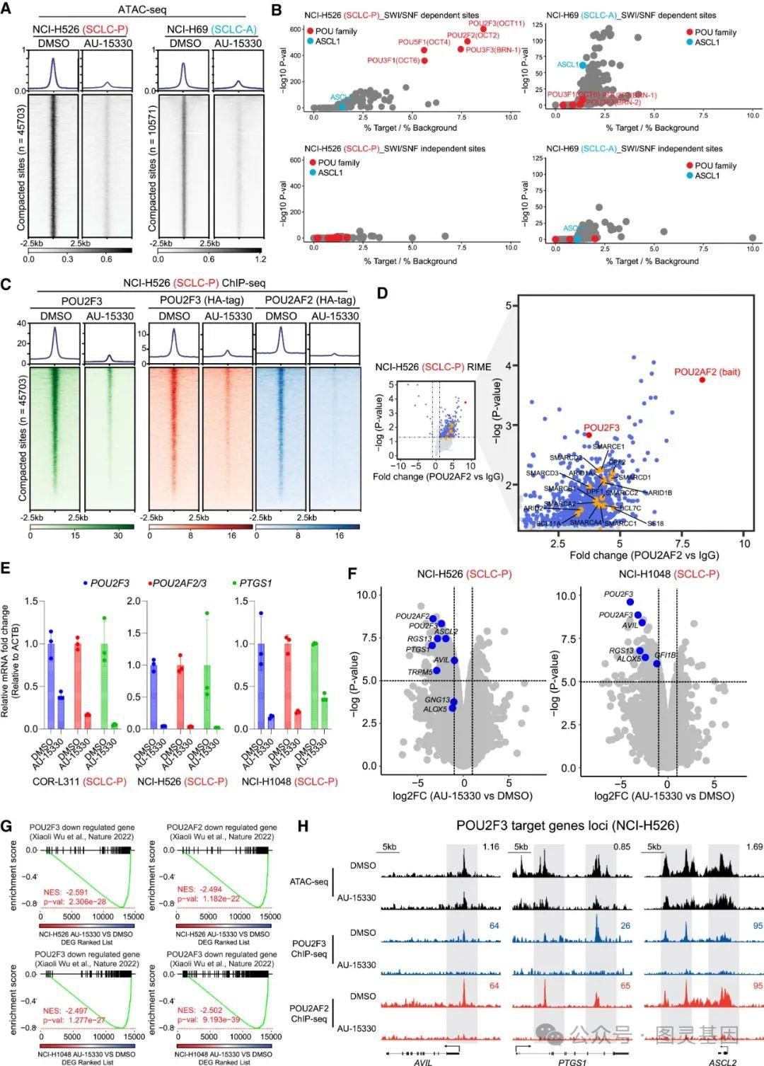 Cancer Cell ｜ 美国院士团队华人一作开发口服mSWI/SNF降解剂阻止肿瘤生长 - 知乎