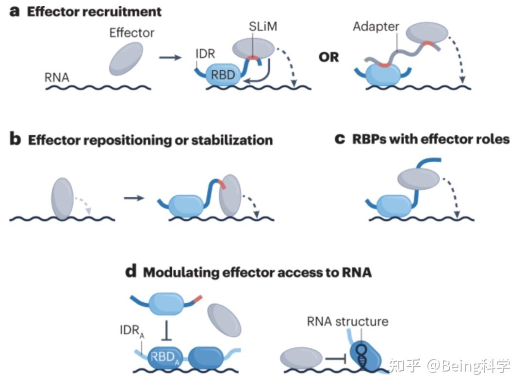 重磅综述 | 揭示RNA结合蛋白与其效应子之间的联系 - 知乎