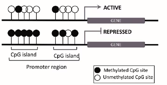 入门|表观遗传学 - 知乎