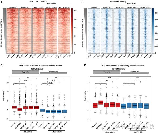 易基因：ChIP-seq等揭示METTL14调控哺乳动物二价结构域的表观遗传机制｜科研进展 - 知乎