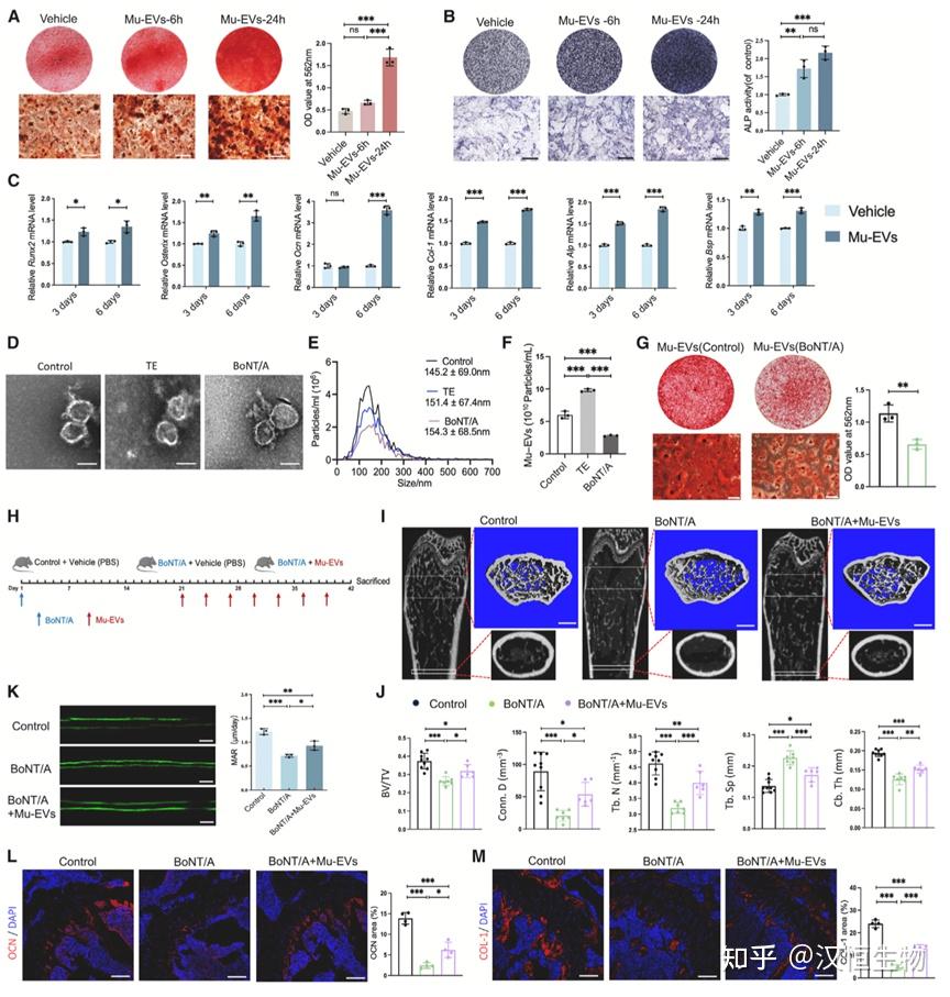 Cell Metabolism丨BMSC刺激骨形成的重要作用机制 - 知乎