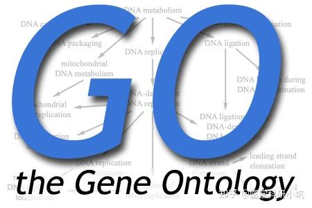 一文读懂Gene Ontology(GO)分析 - 知乎