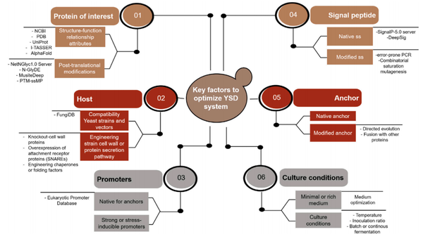 酵母表面展示系统的优化策略 - 知乎