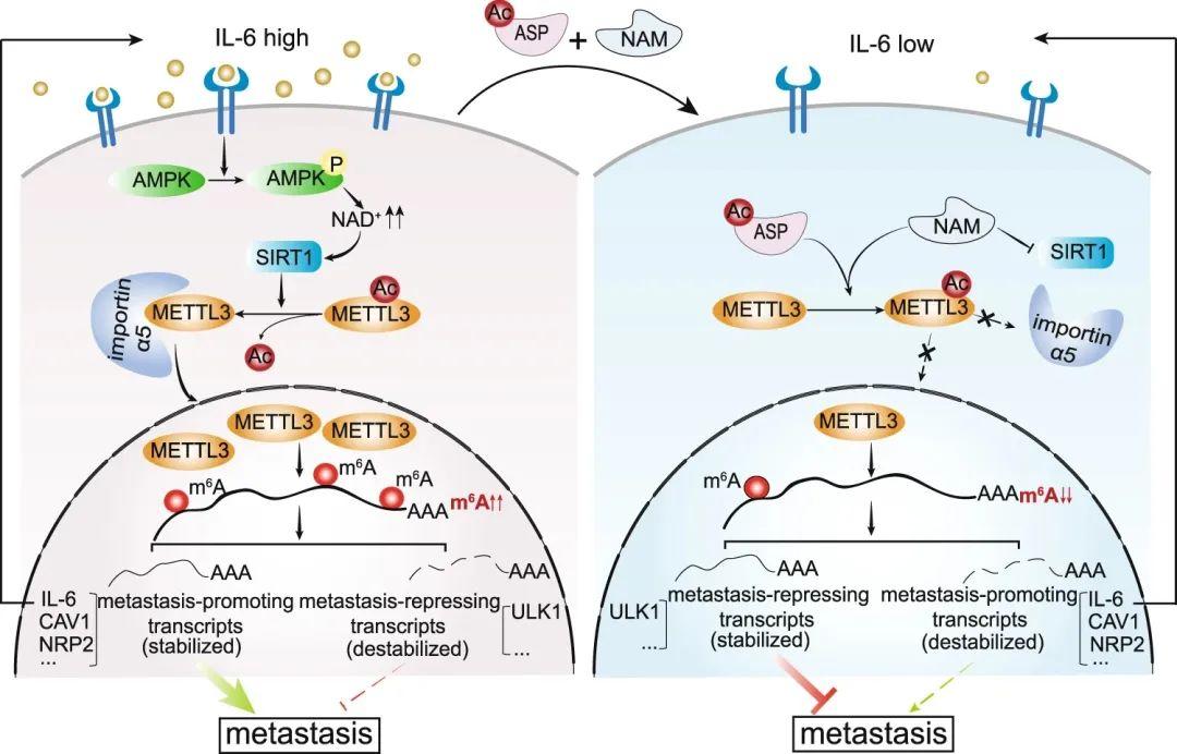 Nature子刊 | 厦门大学发现METTL3乙酰化通过调节其核和胞质功能，来阻止癌症转移 - 知乎