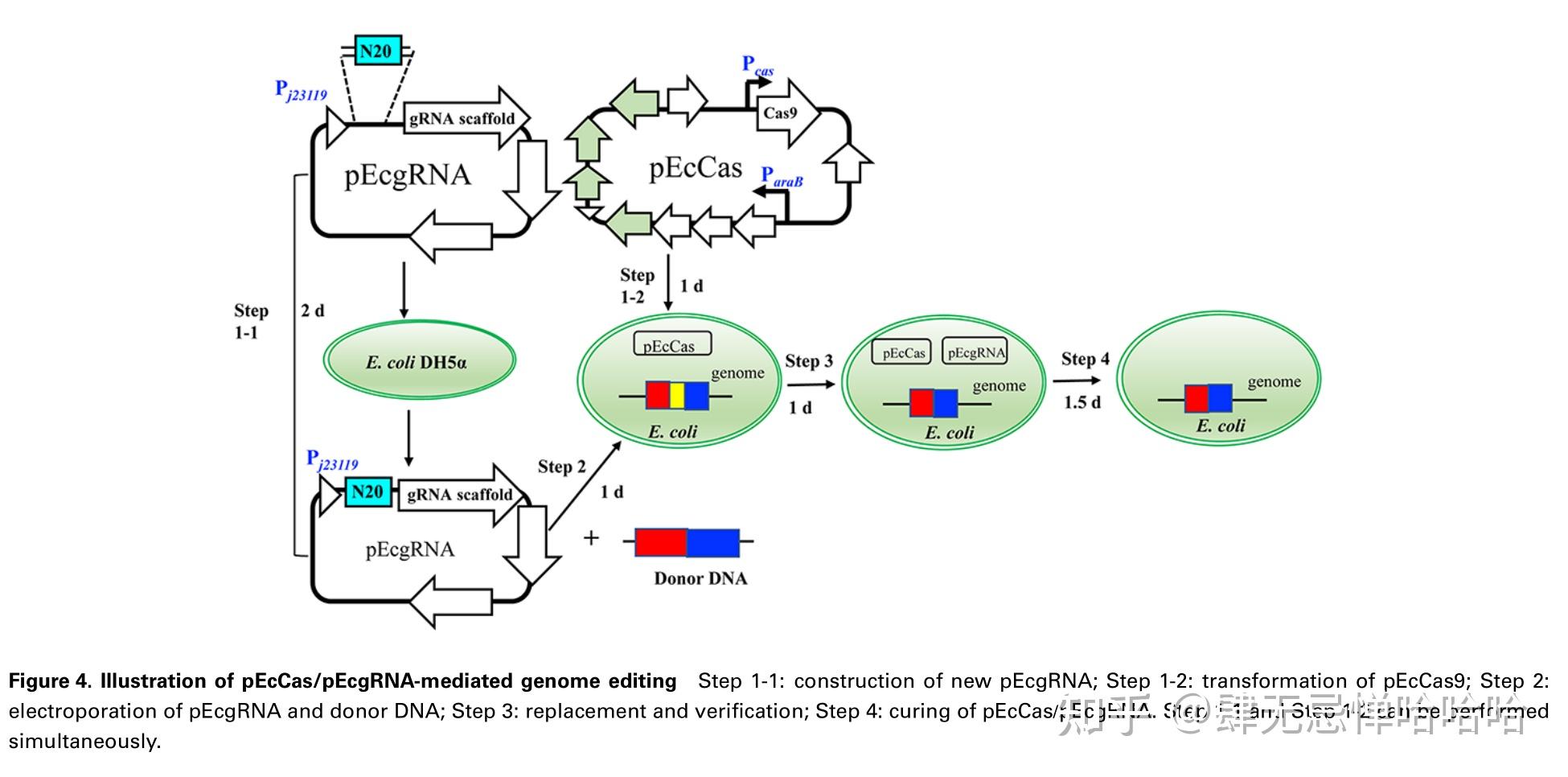 认识一下sacB gene - 知乎