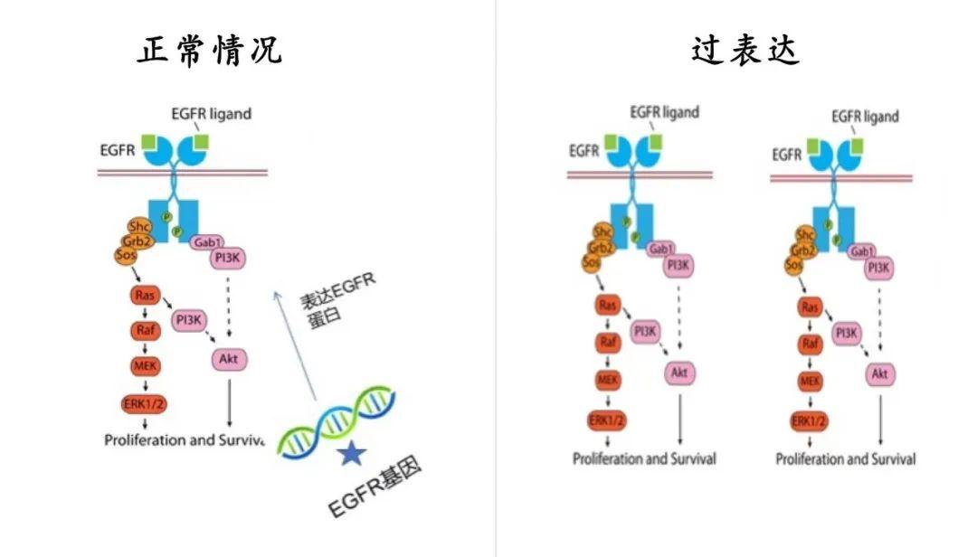 一分钟了解EGFR和肿瘤之间的关系 - 知乎