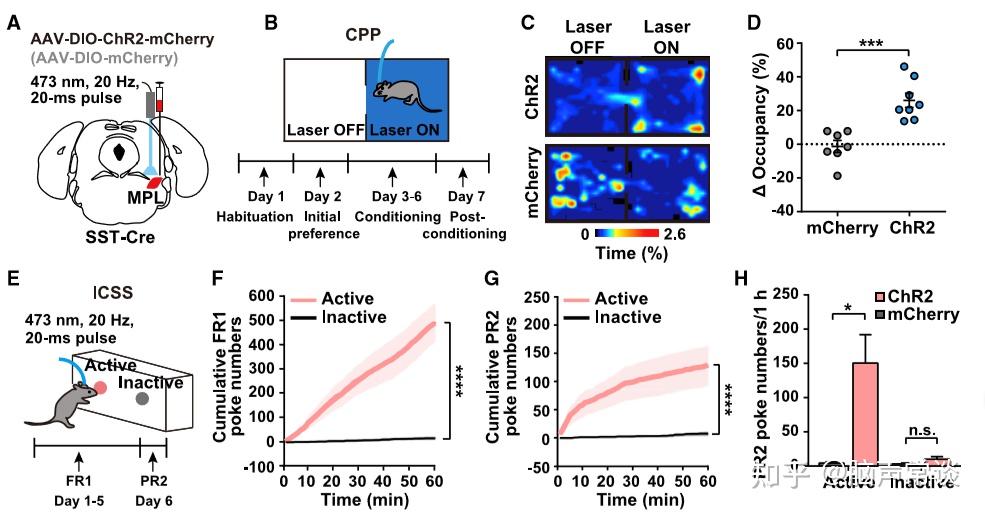 Neuron丨上海交通大学黄菊课题组CeA-MPL-VTA环路在自我梳理和应激后焦虑调节中的双重作用 - 知乎