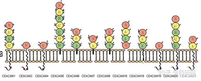 旧CEACAM5的新出路：肿瘤免疫治疗 - 知乎