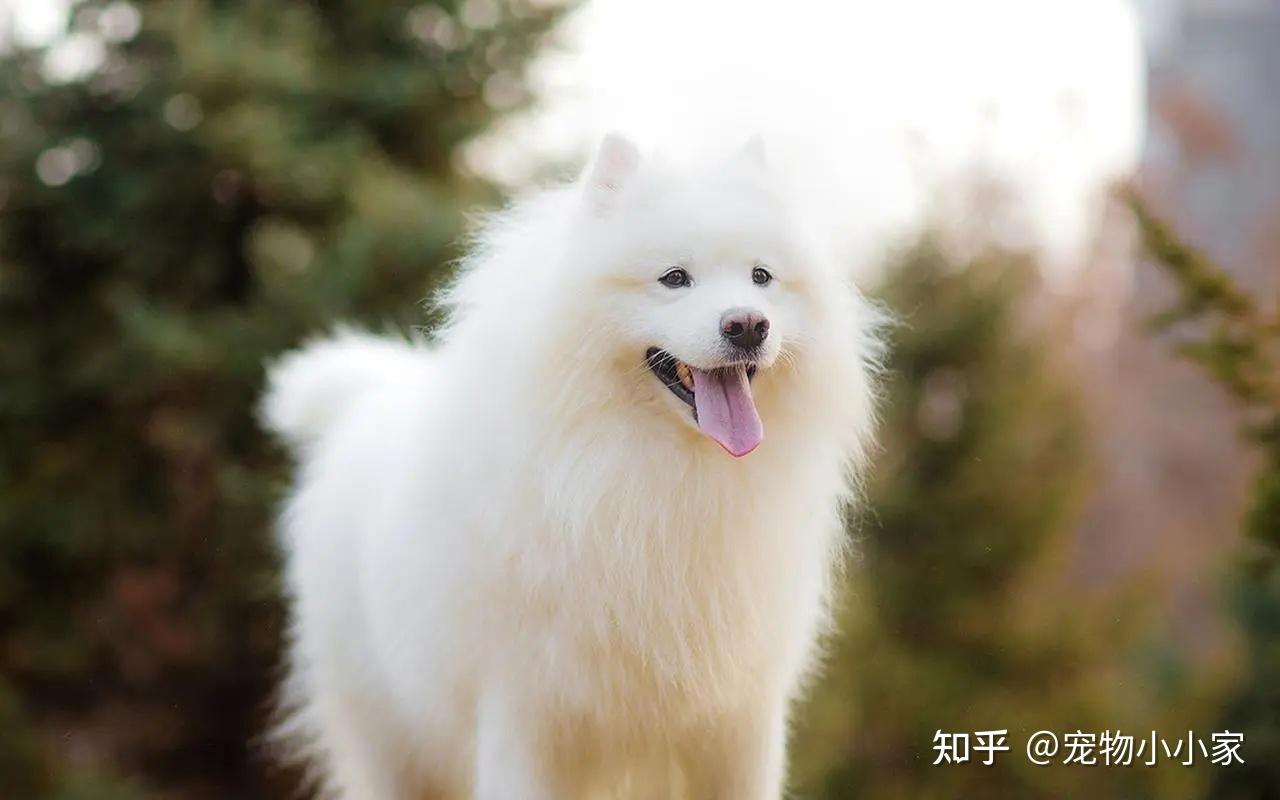 新手养萨摩耶，不要慌！喂养攻略拿好！ - 知乎