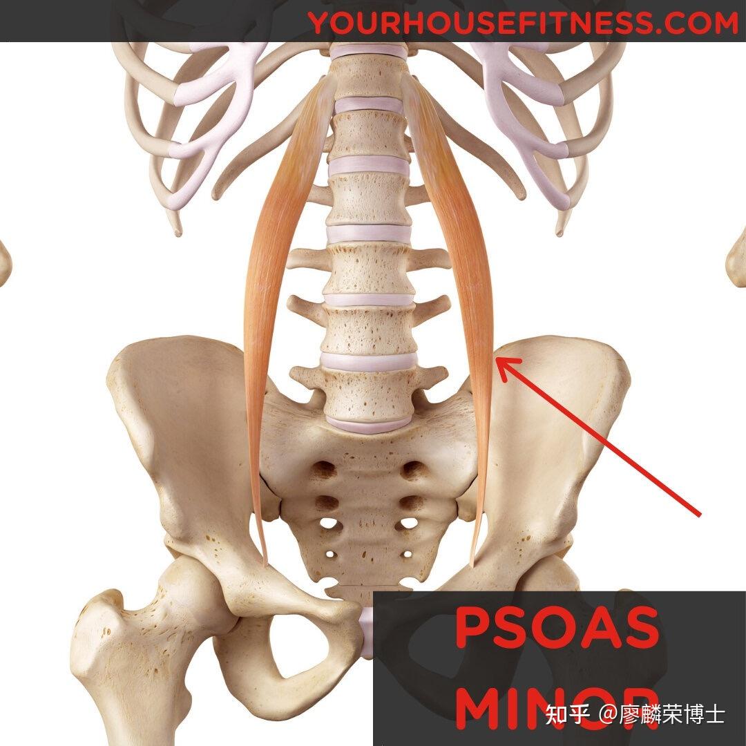 腰肌功能解剖（Functional Anatomy of the Psoas） - 知乎