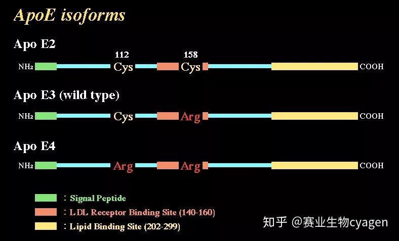 阿尔茨海默病致病基因之APOE - 知乎