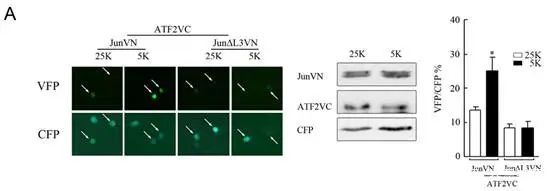 BiFC实验技术详解 - 知乎