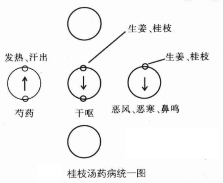 时事相关笔记：病毒ACE2、桂枝汤、基础代谢率 - 知乎