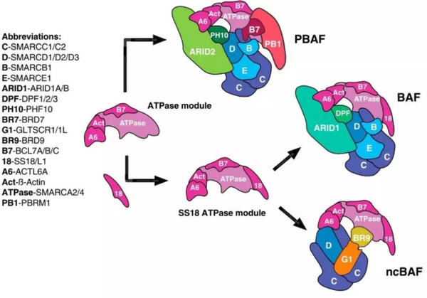 Science丨复旦大学揭示人源BAF复合物的染色质重塑机制 - 知乎
