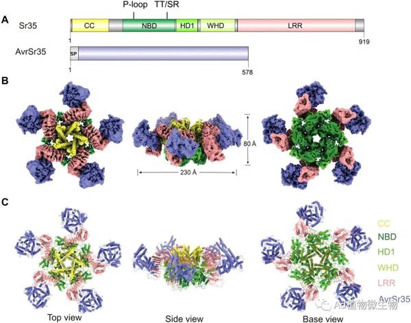 Science Advances | 福建师大/南科大研究揭示植物病原体效应蛋白触发抗病小体组装的机制! - 知乎