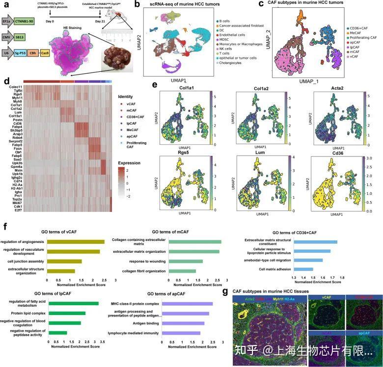 IF 38 | CD36+癌相关成纤维细胞通过分泌巨噬细胞迁移抑制因子为肝细胞癌提供免疫抑制微环境 - 知乎