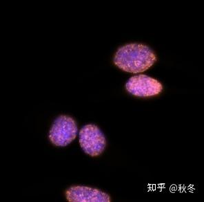 ATTO 550 荧光染料 - 知乎