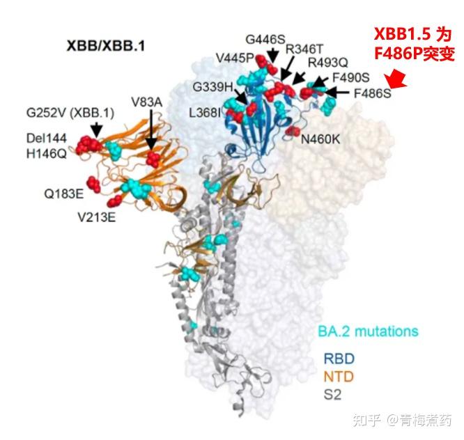 Covid-19| 新冠XBB.1.5毒株 - 知乎