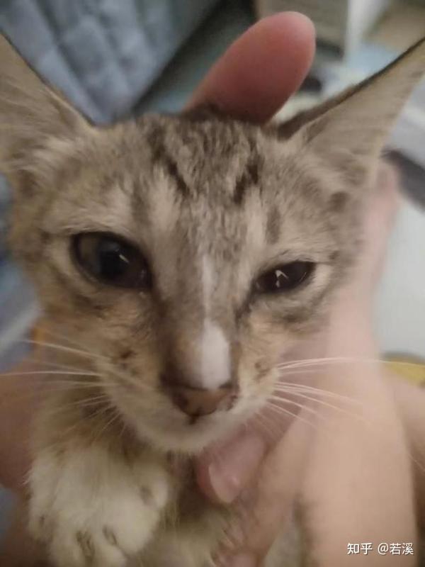 猫咪大小眼是眼睛发炎了吗? 知乎