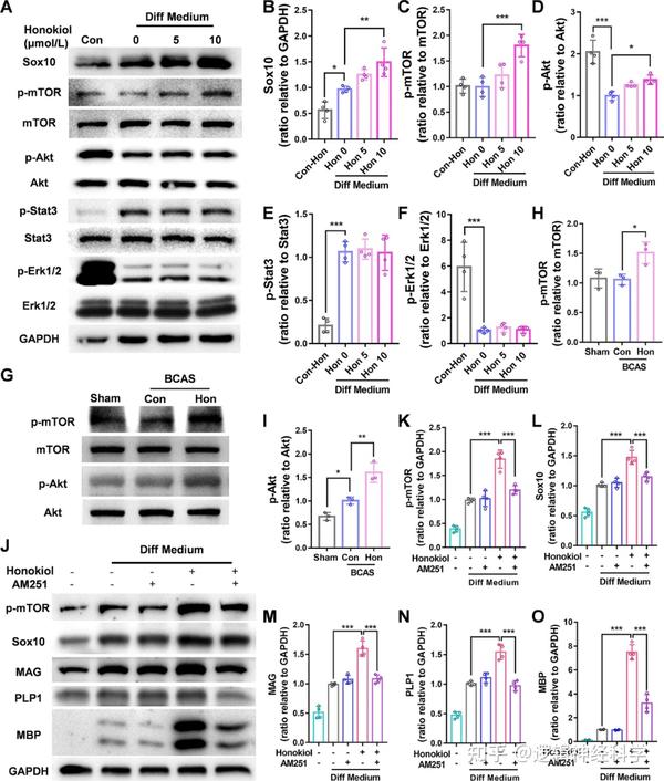 Neurosci Bull︱南京大学徐运课题组揭示小分子药物和厚朴酚改善缺血性脑白质损伤和相关认知障碍的机制 - 知乎