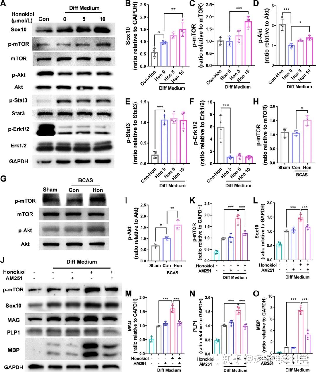 Neurosci Bull︱南京大学徐运课题组揭示小分子药物和厚朴酚改善缺血性脑白质损伤和相关认知障碍的机制 - 知乎