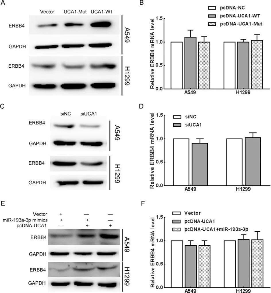 LncRNA：LncRNA的前世今生以及临床思路分析 - 知乎