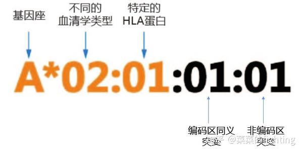 【肿瘤诊疗】HLA分型 - 知乎