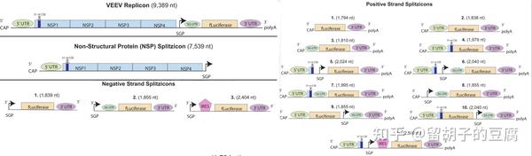 综述|自复制RNA质粒载体序列优化设计策略 - 知乎