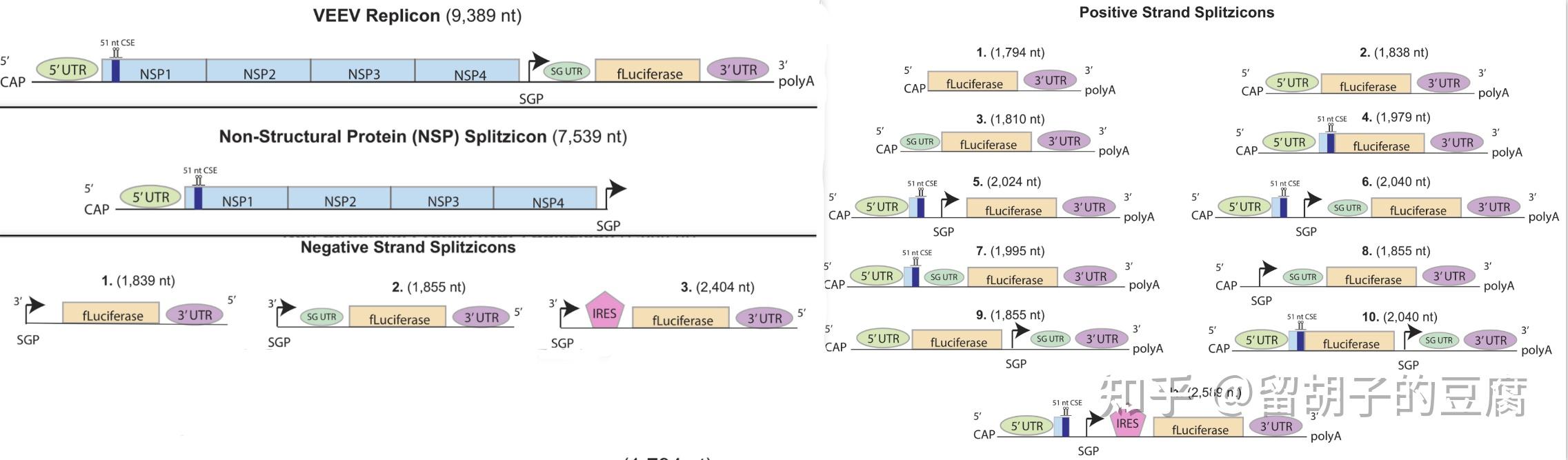 综述|自复制RNA质粒载体序列优化设计策略 - 知乎
