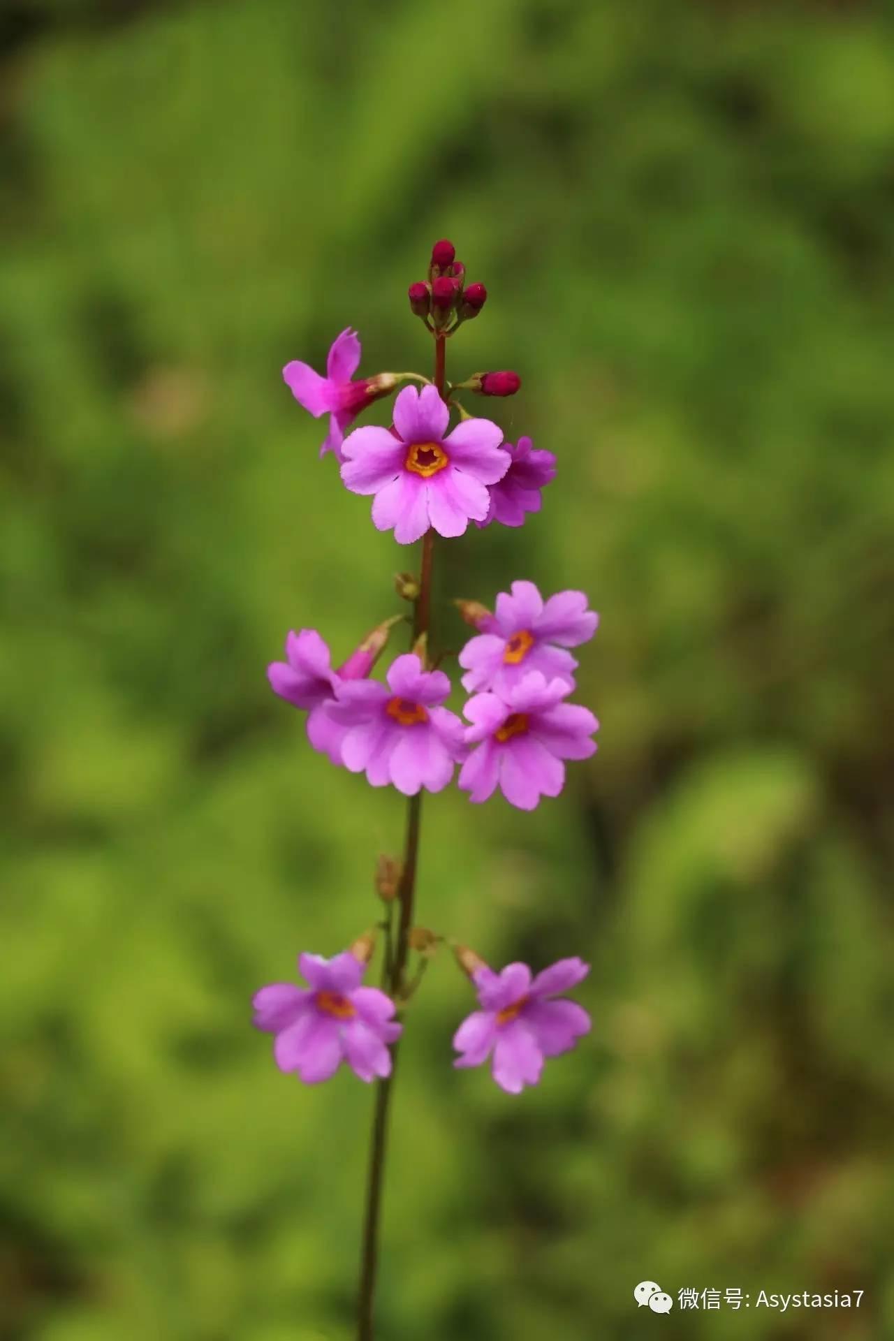 自然：足迹//横断山区植物小记一：百合科，报春花科 - 知乎