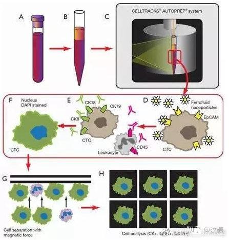 循环肿瘤细胞的检测方法（二） - 知乎