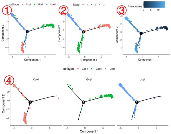 单细胞分析实录(15): 基于monocle2的拟时序分析 - 知乎