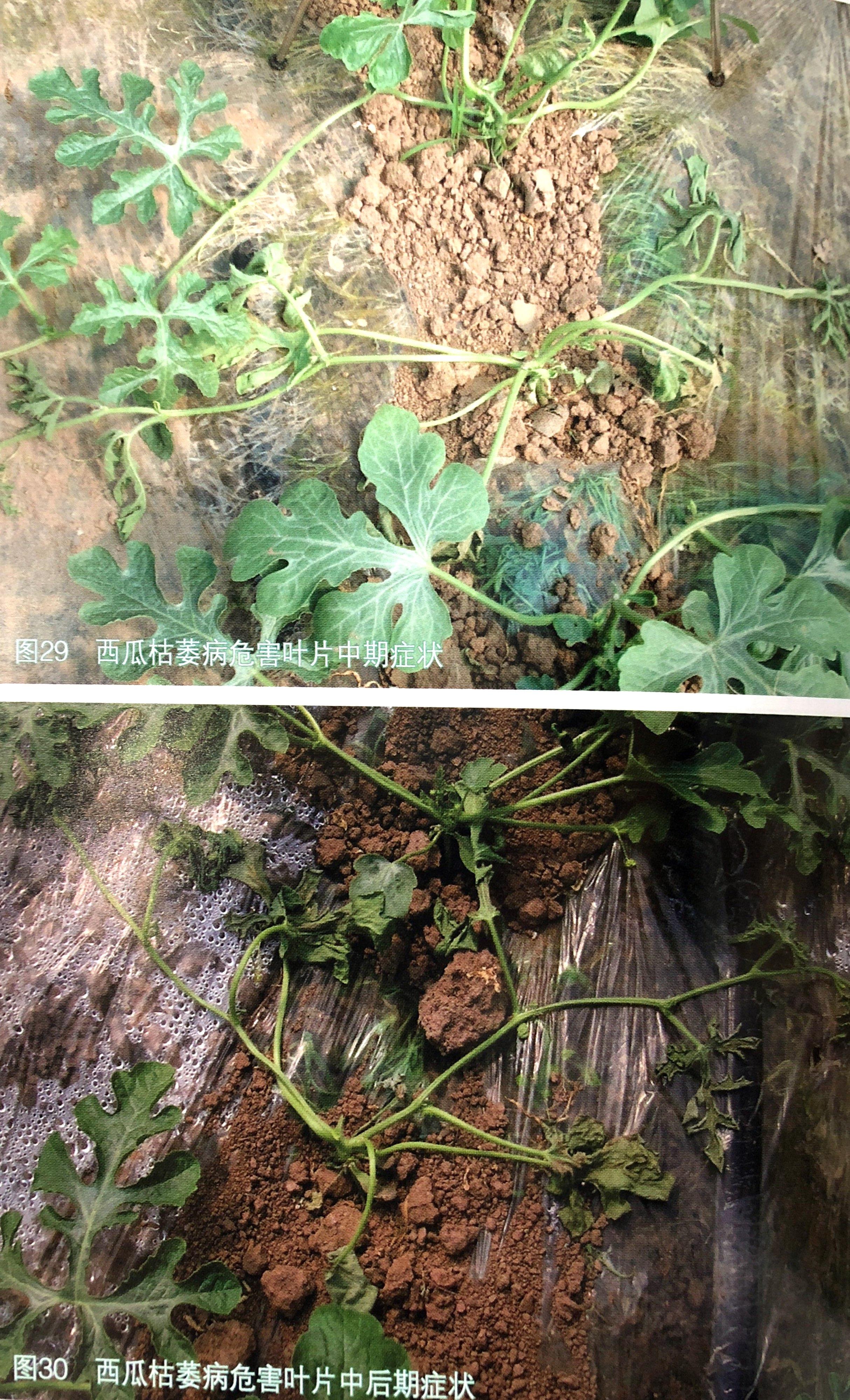 西甜瓜植保｜西瓜枯萎病的防治手段 知乎 3904