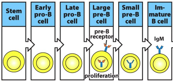 【科普】B细胞の养成之路（三） - 知乎