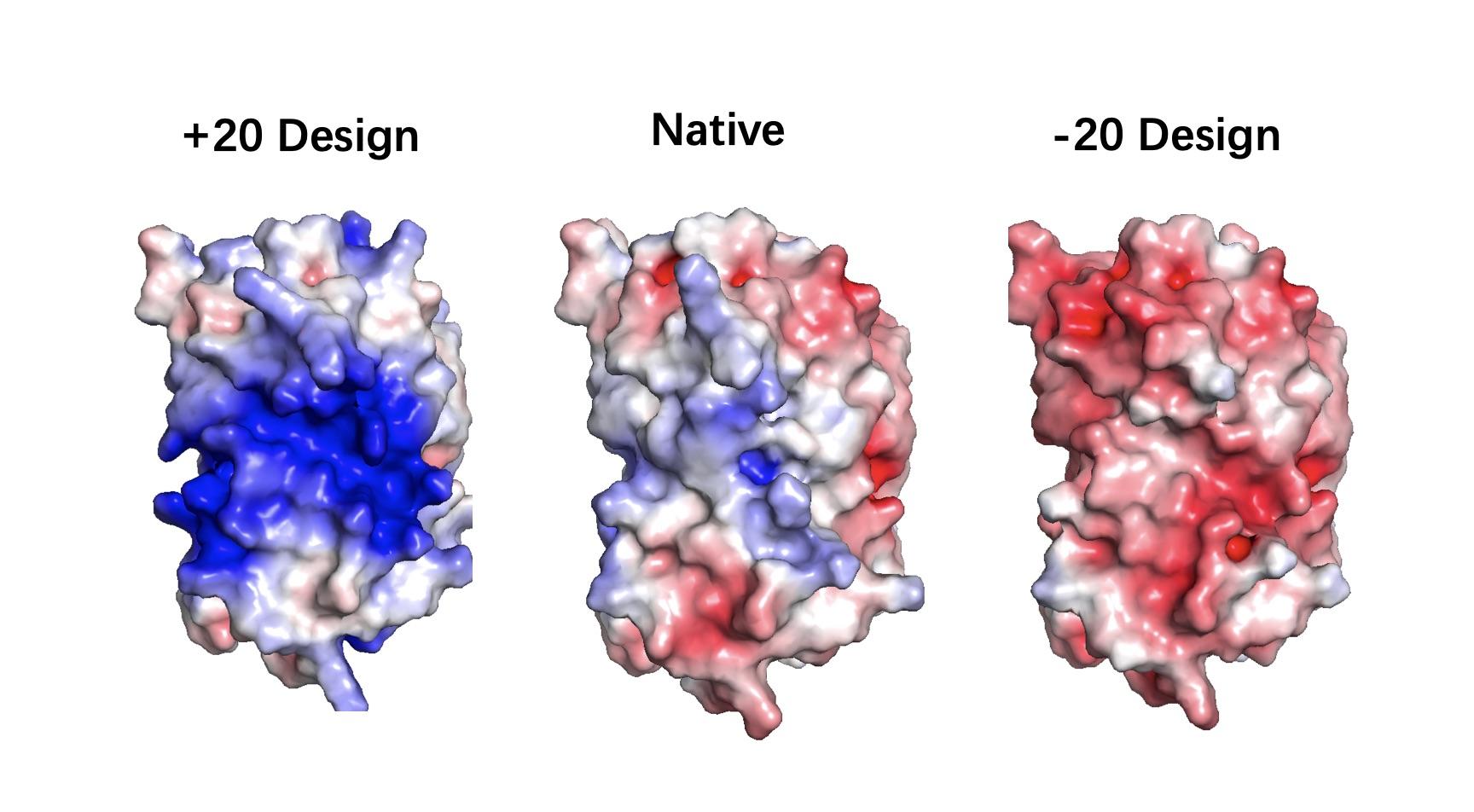Rosetta SuperCharge: 设计高净电荷蛋白提升稳定性 - 知乎