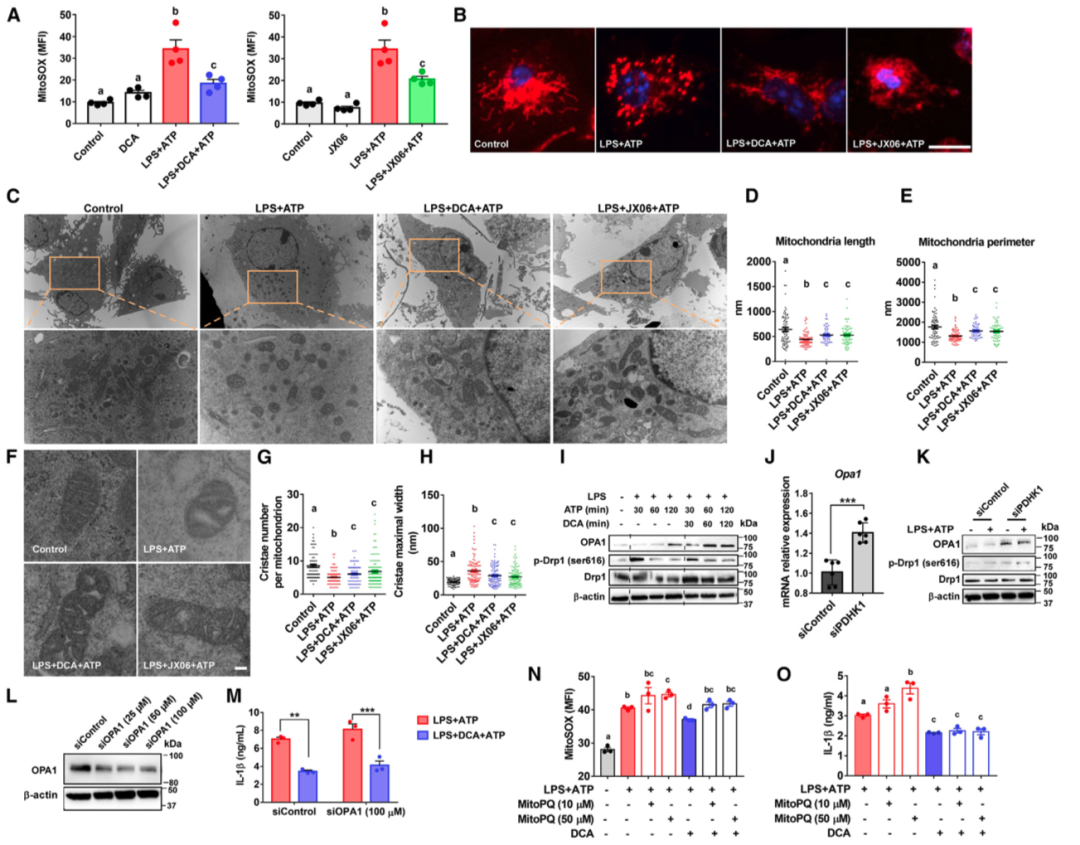 Cell Reports丨丙酮酸脱氢酶激酶在急性炎症期间支持巨噬细胞 NLRP3 炎性体激活 - 知乎