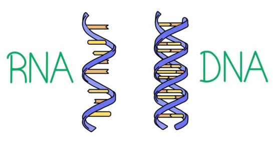 云展台--上海逐典生物科技有限公司
