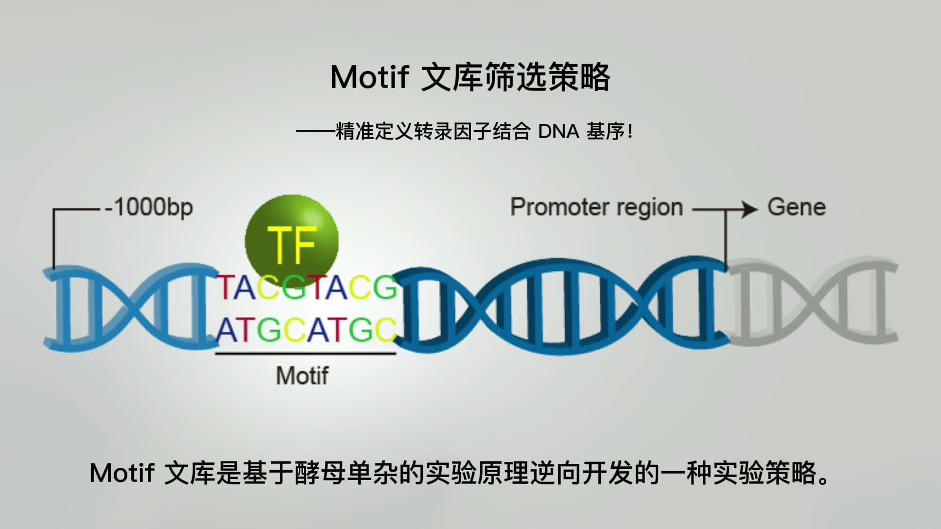 Motif 文库筛选策略——精准定义转录因子结合 DNA 基序！ - 知乎