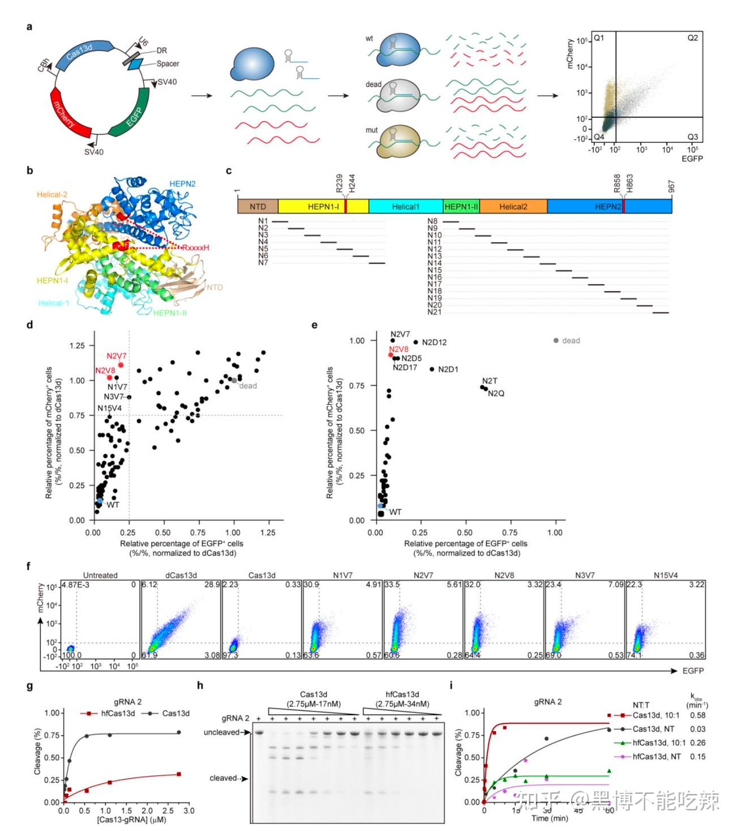 神经所杨辉团队开发出高保真Cas13蛋白变体 - 知乎