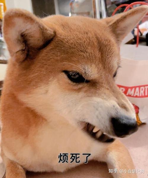 狗讨厌你,才有这些表现,别招惹它了! 知乎